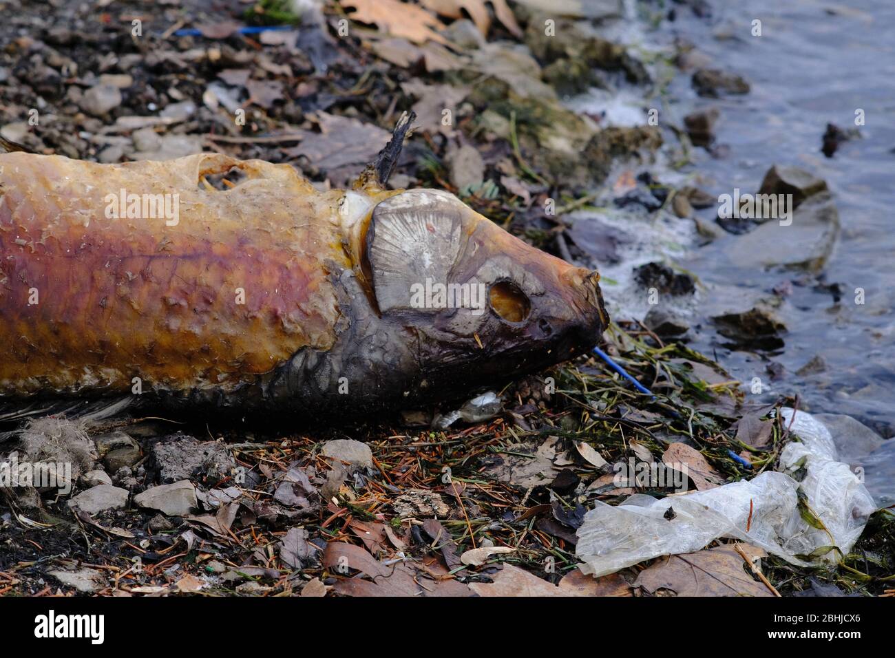 Fish carcass and garbage by the recently thawed lake shore. Dow's Lake ...
