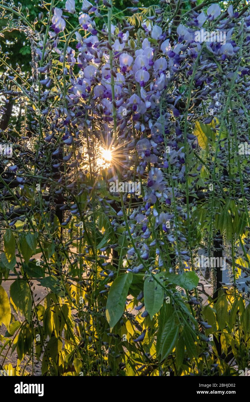 A starburst sun peeps through blooming wisteria in spring Stock Photo ...