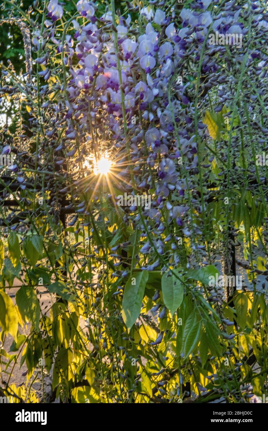 A starburst sun peeps through blooming wisteria in spring Stock Photo ...