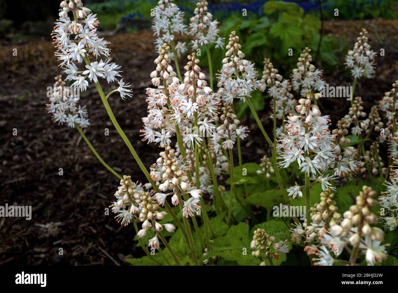 Tiarella cordifolia hi-res stock photography and images - Alamy