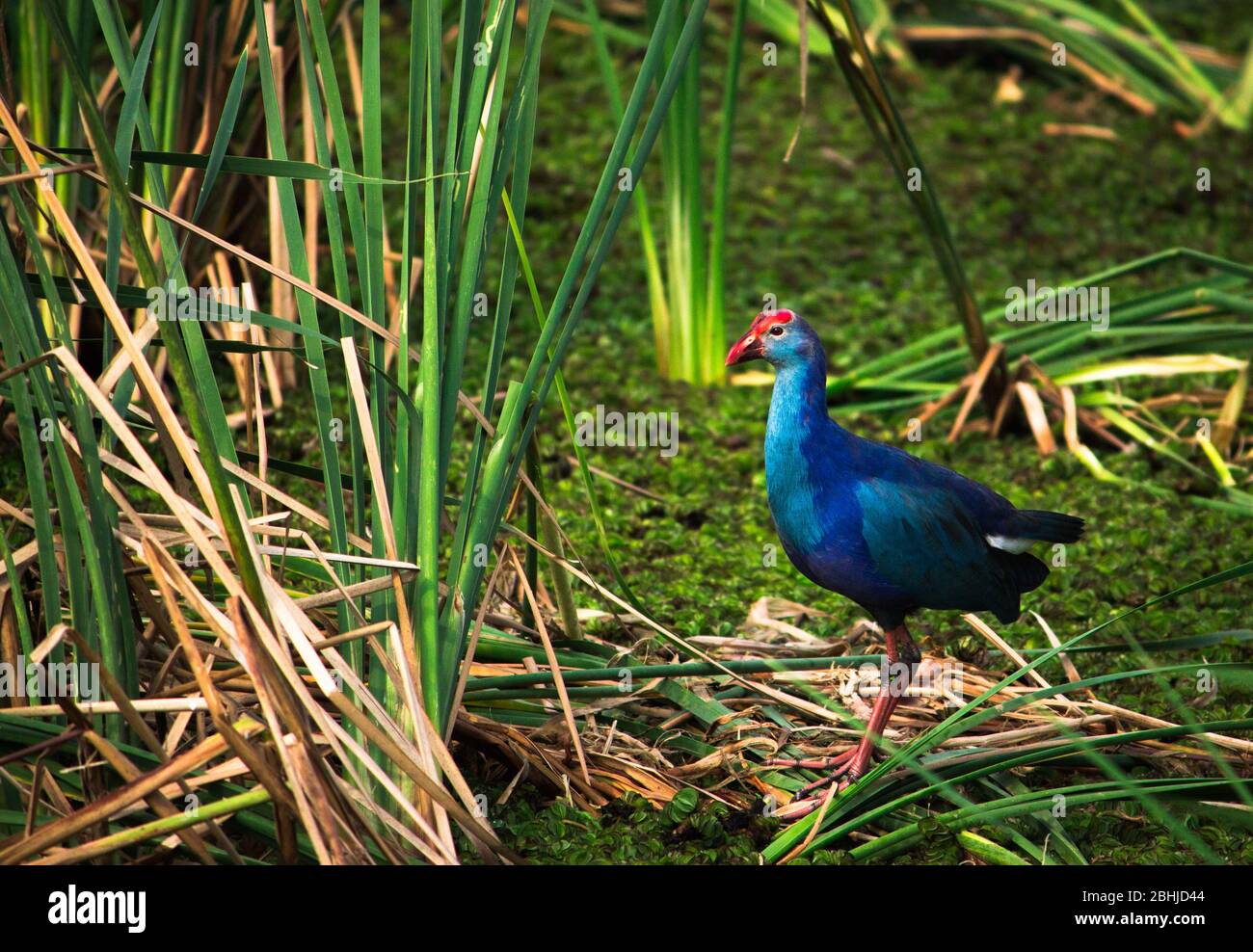 purple swamphen also called as Western swamphen hunting on marshland ...