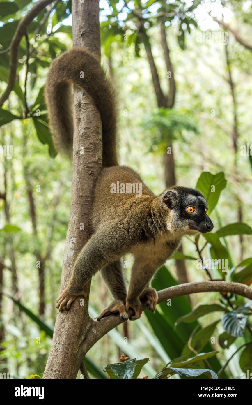 Common brown lemur (Eulemur fulvus Stock Photo - Alamy