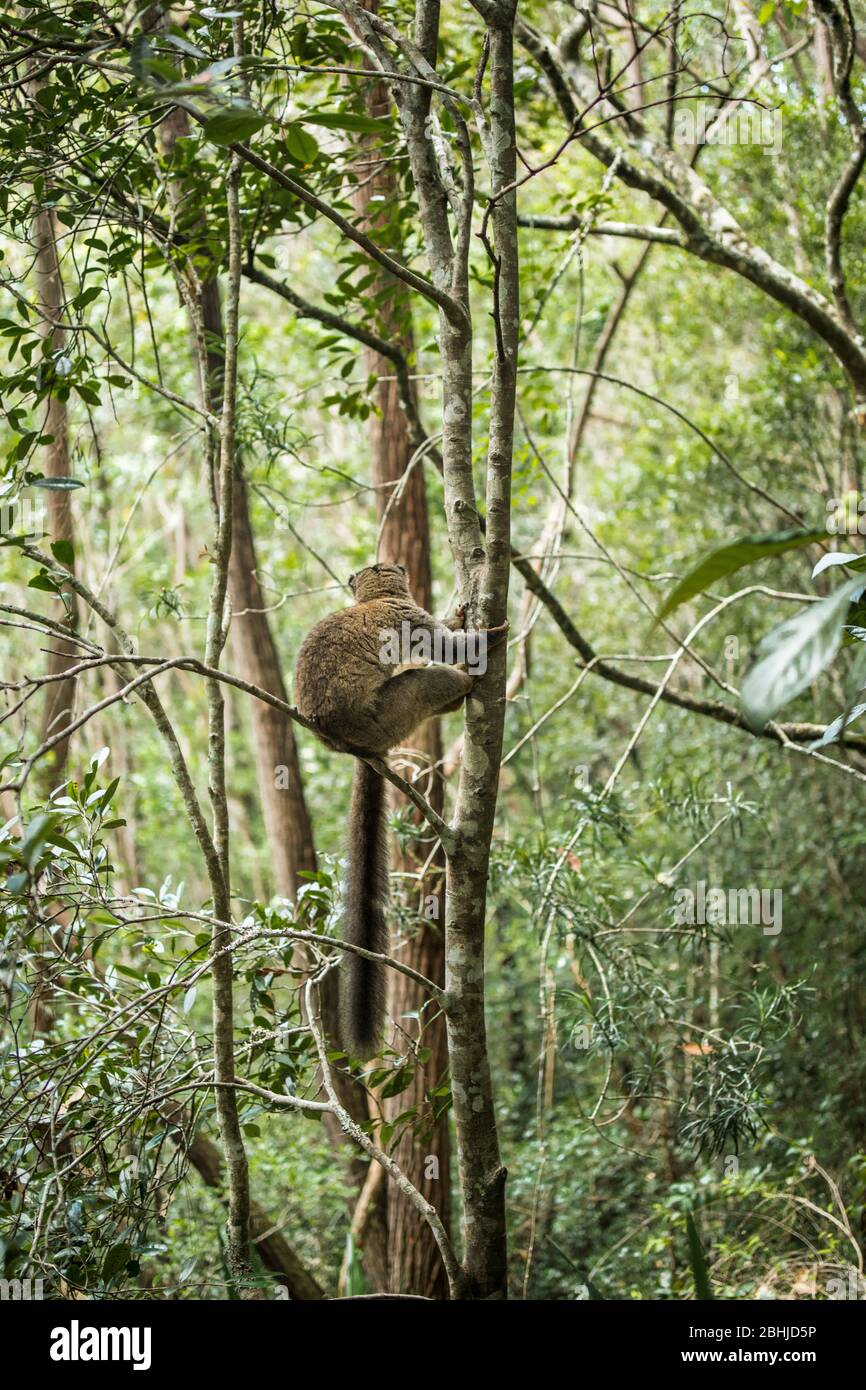 Eulemur Fulvus High Resolution Stock Photography and Images - Alamy