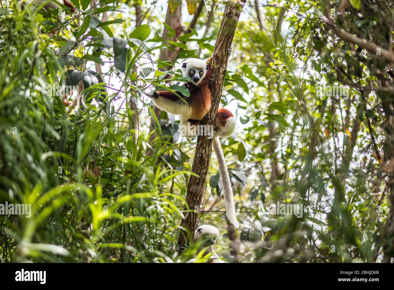 Sifaka Lemur of Madagascar Stock Photo - Alamy