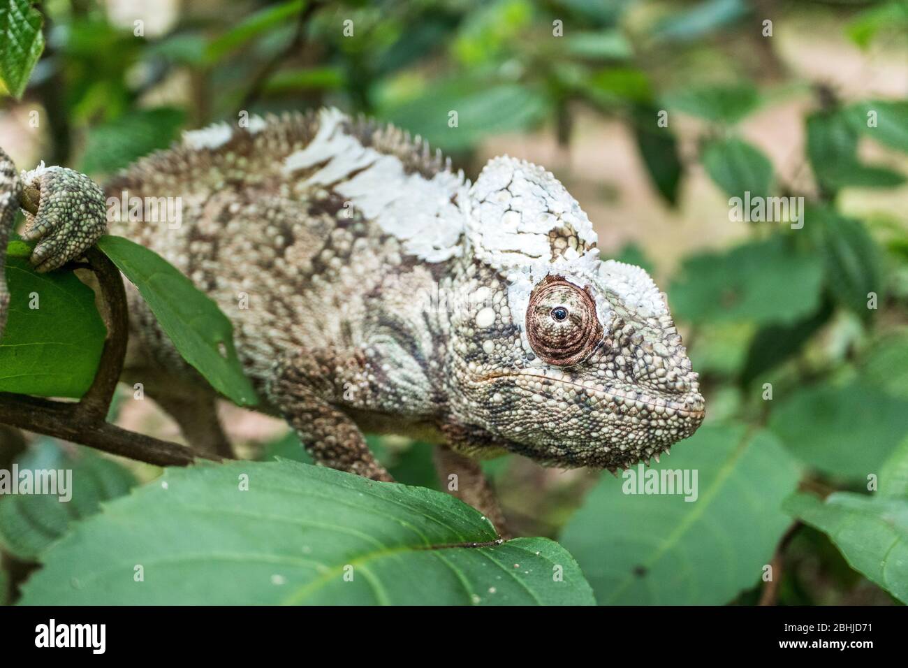 Chameleon shedding skin hi-res stock photography and images - Alamy