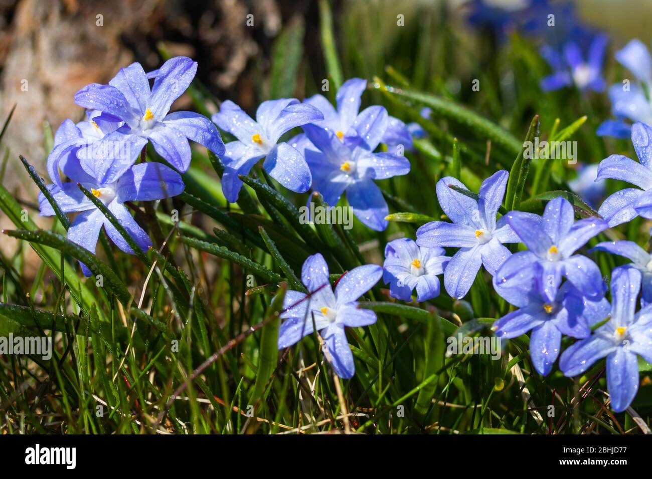 Closeup of blooming blue scilla luciliae flowers with raindrops in ...