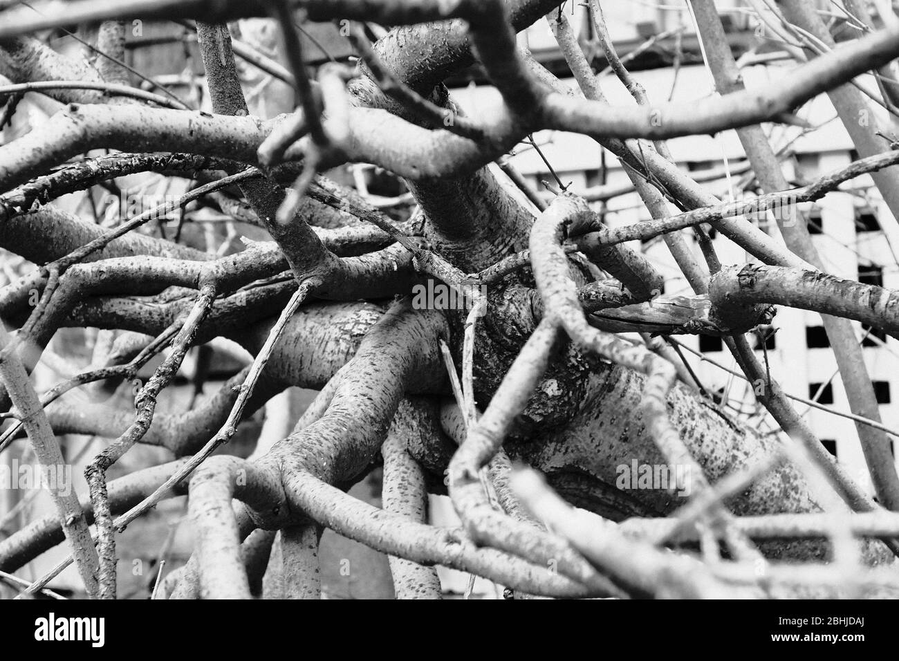 Black and white shot of gnarled and twisted trunk and branches of a ...