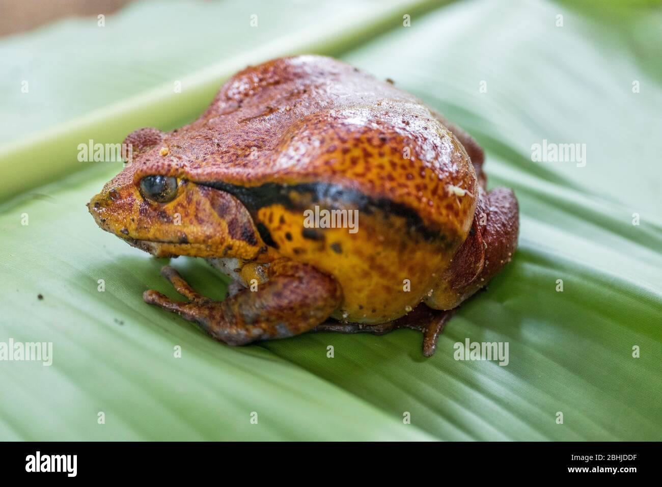 Madagascar Tomato Frog (Dyscophus antongilii Stock Photo - Alamy