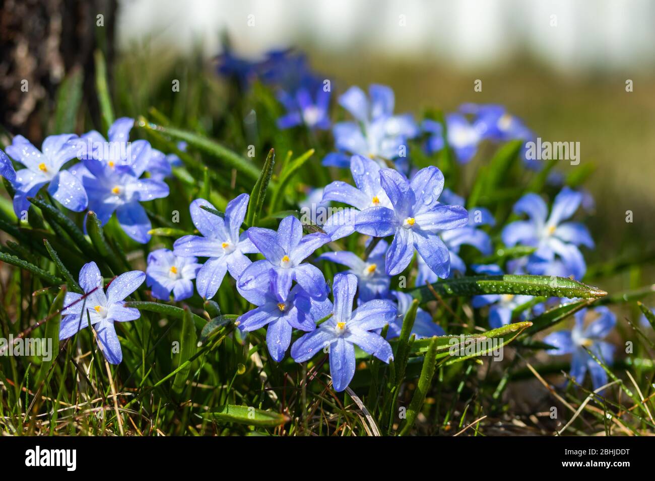 Closeup of blooming blue scilla luciliae flowers with raindrops in ...