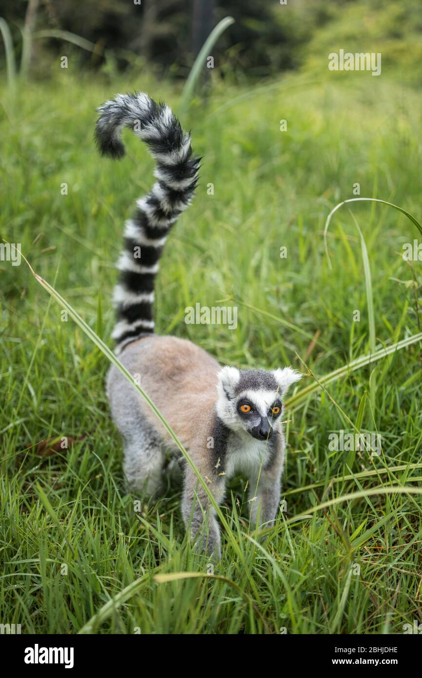 Ring Tailed Lemur Stock Photo - Alamy