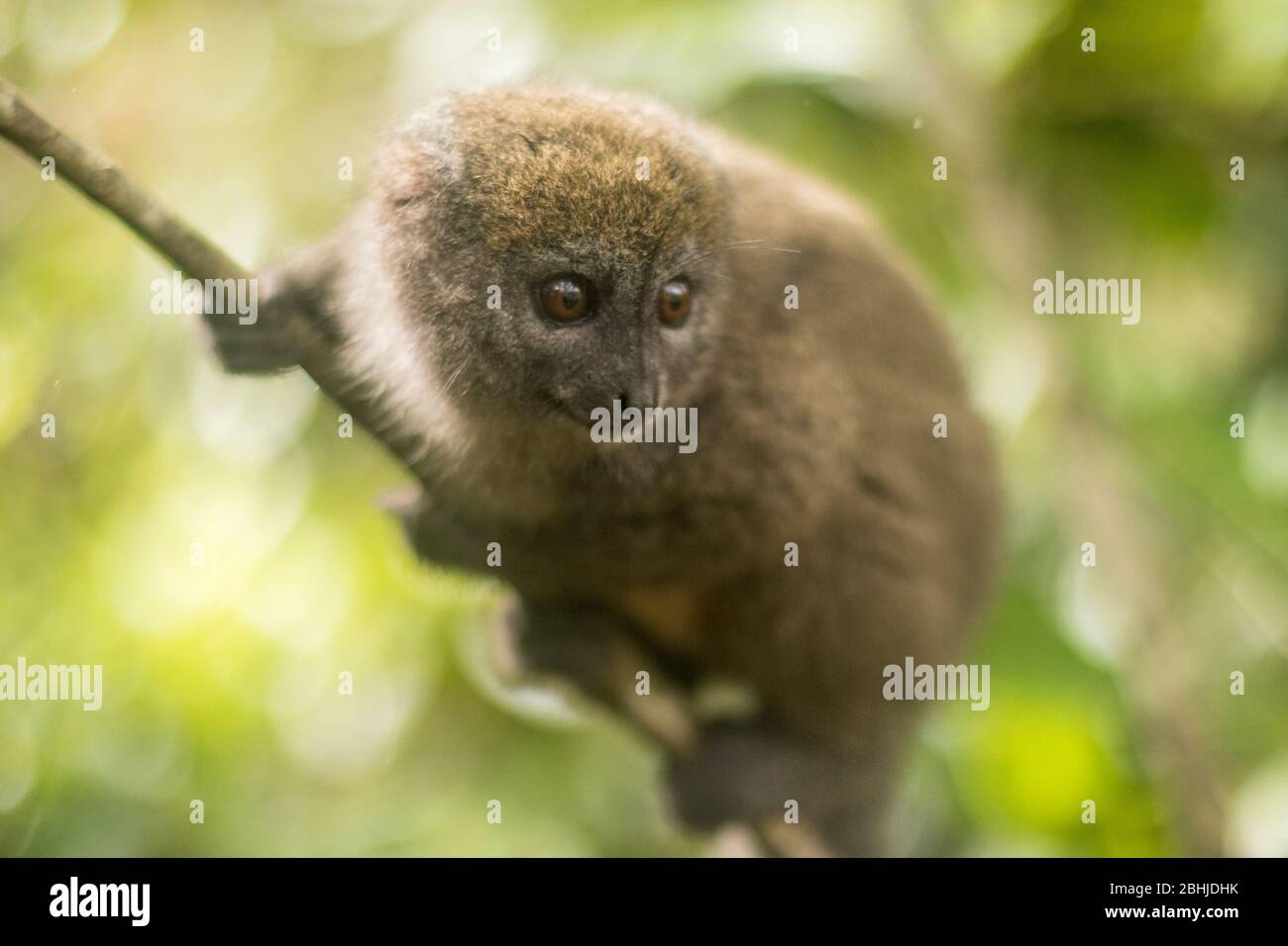 Lemur baby hi-res stock photography and images - Alamy