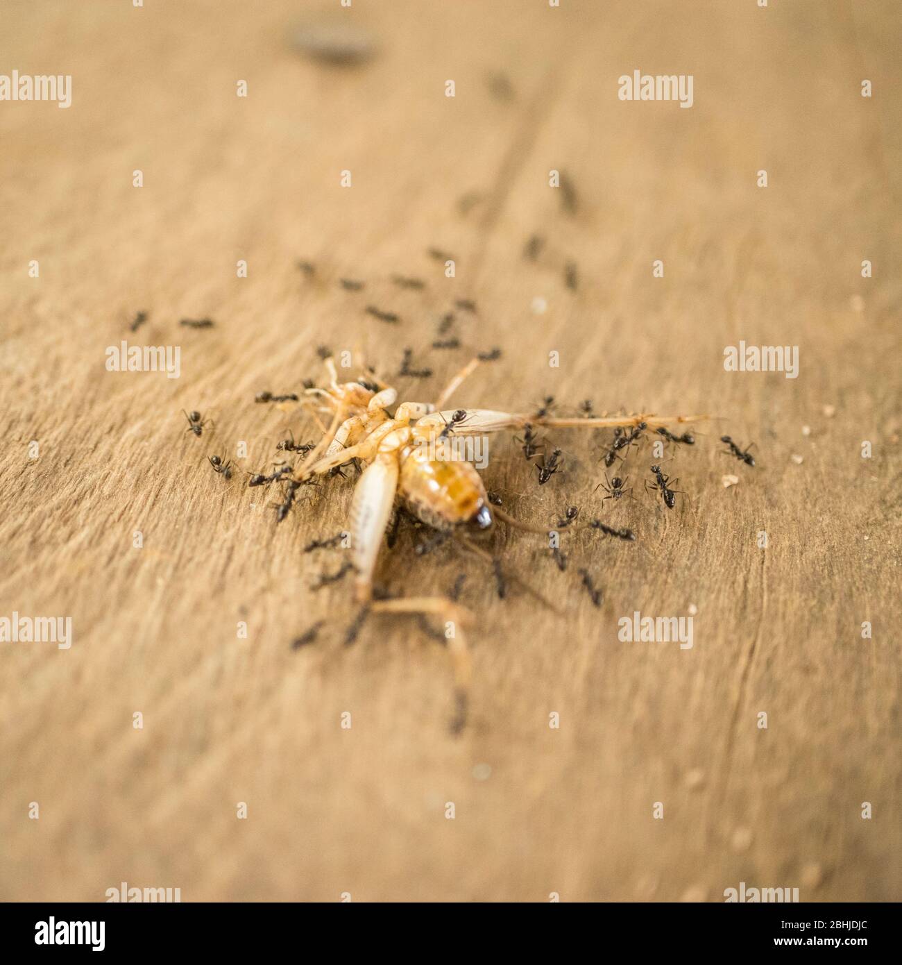 Macro close up ants carrying hi-res stock photography and images - Alamy