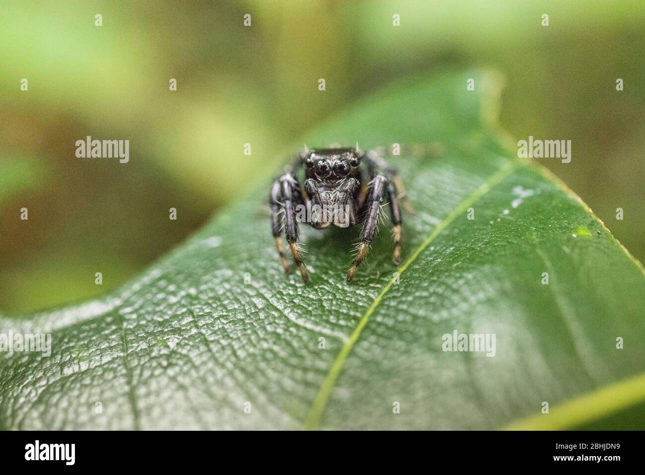 Macro spider jumping spiders hi-res stock photography and images - Alamy