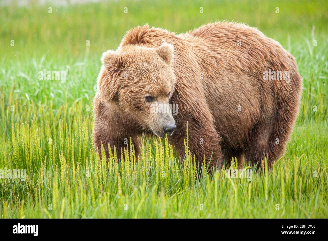 Male grizzly brown bear - Ursus arctos -, Lake Clark National Park ...