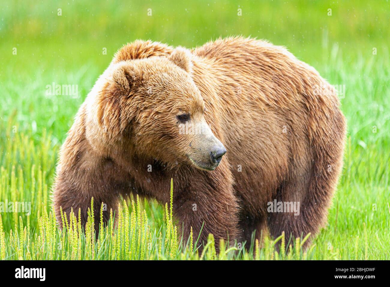 Male grizzly brown bear - Ursus arctos -, Lake Clark National Park ...