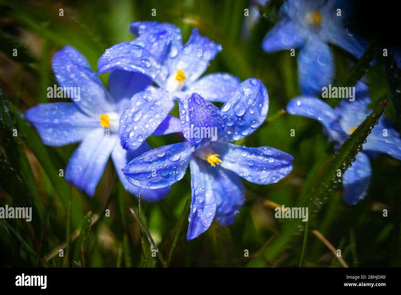 Closeup of blooming blue scilla luciliae flowers with raindrops in ...
