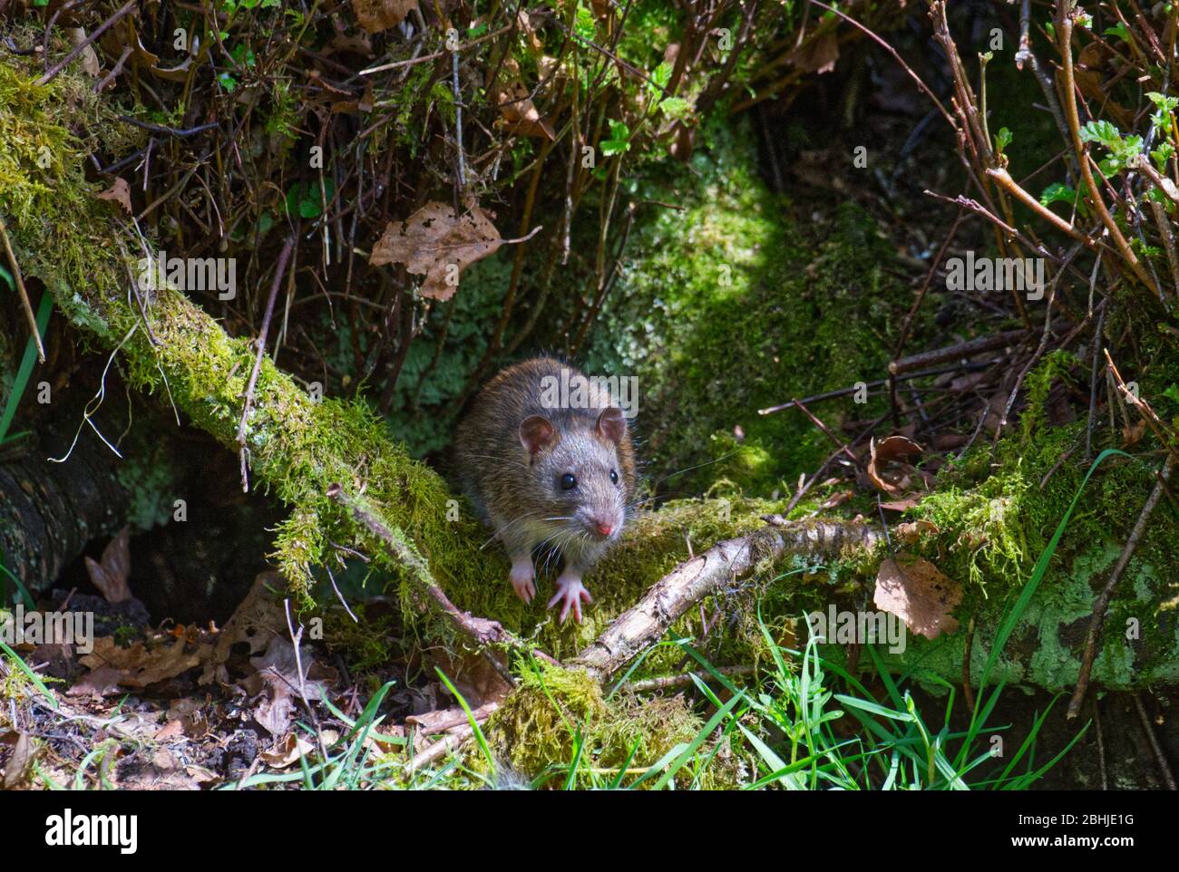 The rat pack hi-res stock photography and images - Alamy