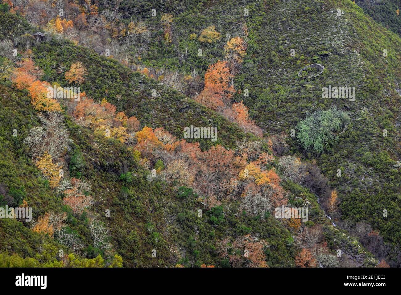 Alternation of deciduous forests and perennial shrubs on the shale ...