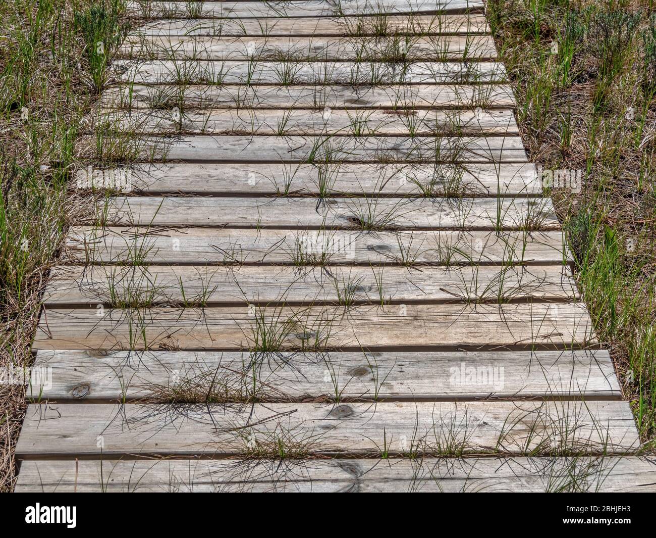 Close-up of a section of a boardwalk with persistent grass growing in ...