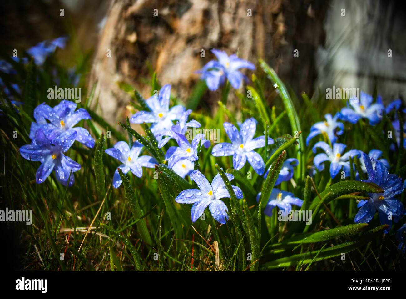 Closeup of blooming blue scilla luciliae flowers with raindrops in ...
