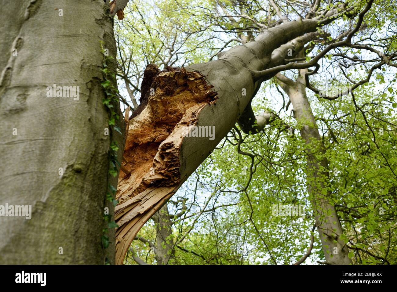 A storm-damaged beech tree with a broken main branch Stock Photo - Alamy