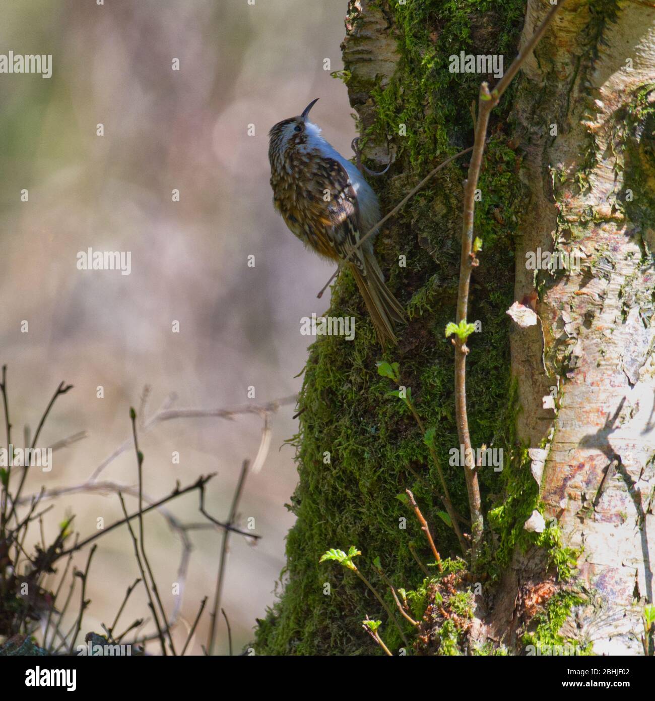 Curved front claws hi-res stock photography and images - Alamy