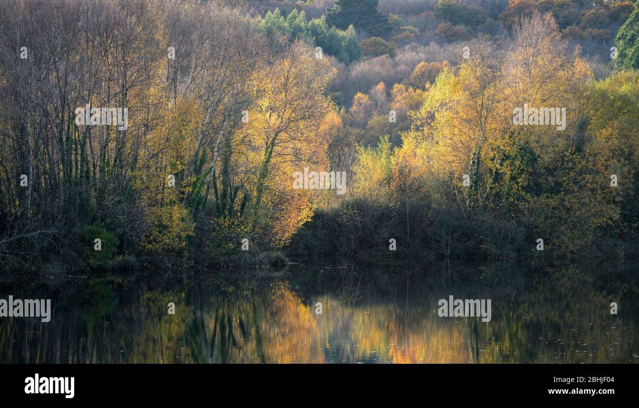 Autumn lights filter through the golden foliage in the forests around ...