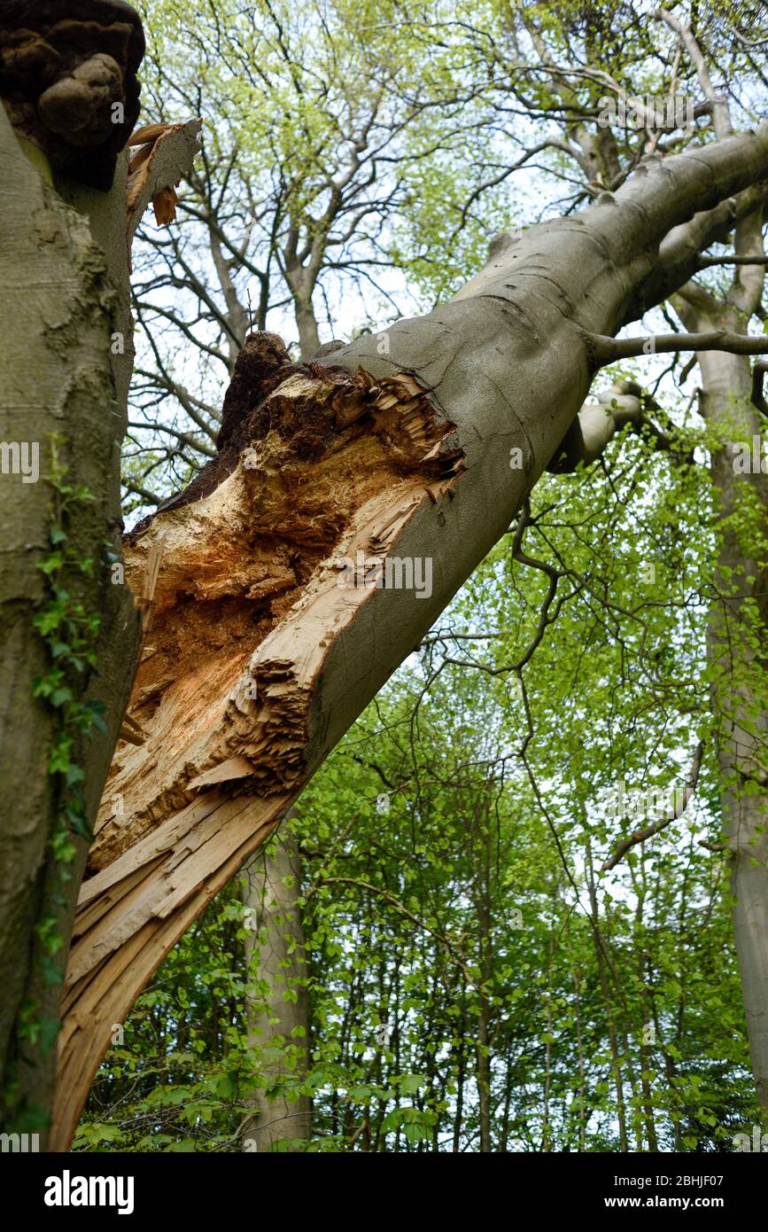 Broken beech trunk hi-res stock photography and images - Alamy