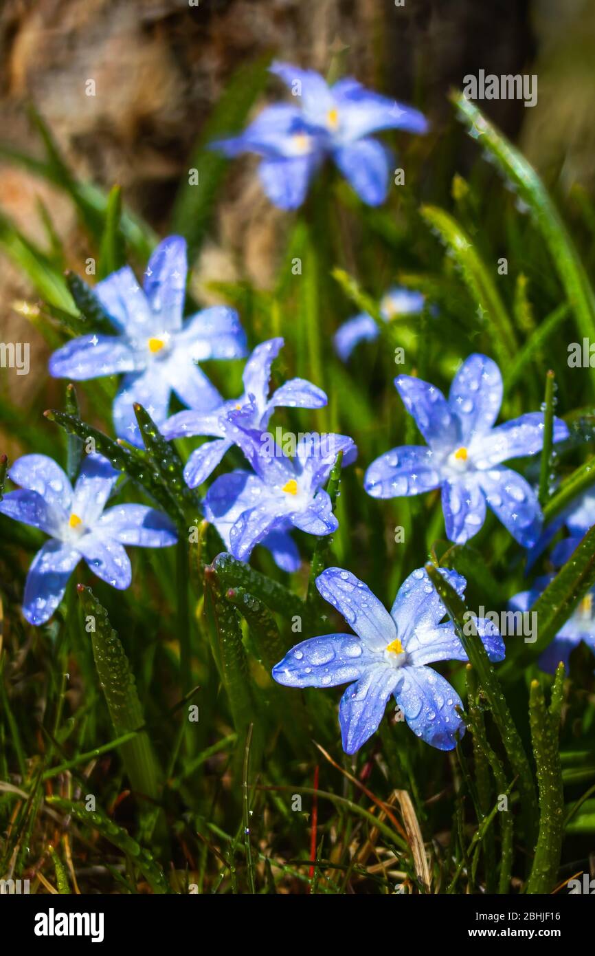 Closeup of blooming blue scilla luciliae flowers with raindrops in ...