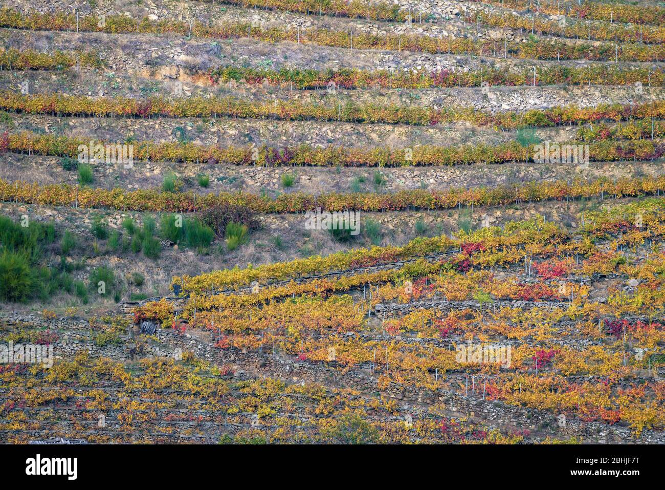 Rows of terraced vineyards form parallel and diagonal lines in the ...