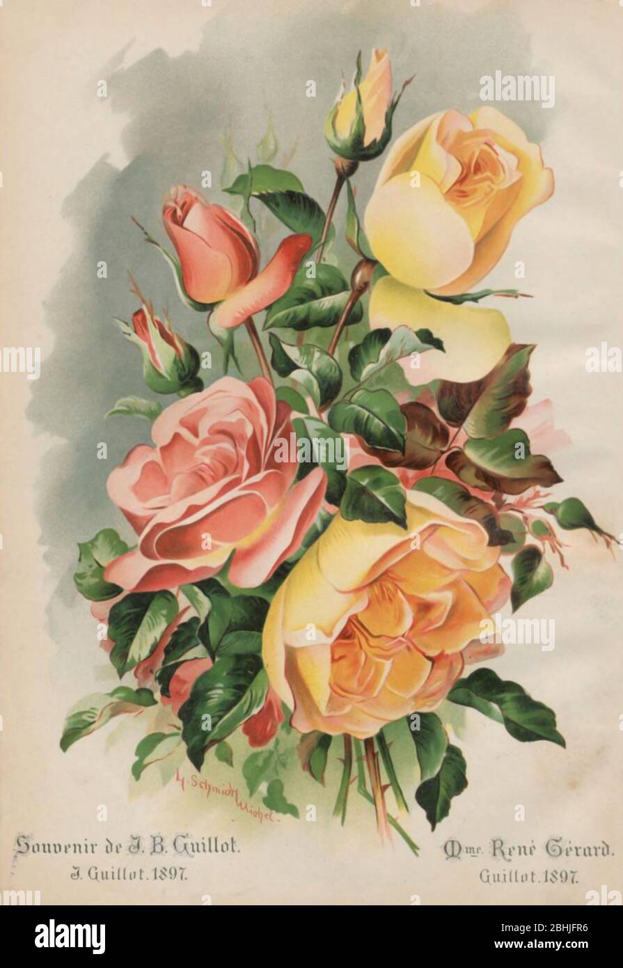 Antique pink rose hi-res stock photography and images - Alamy