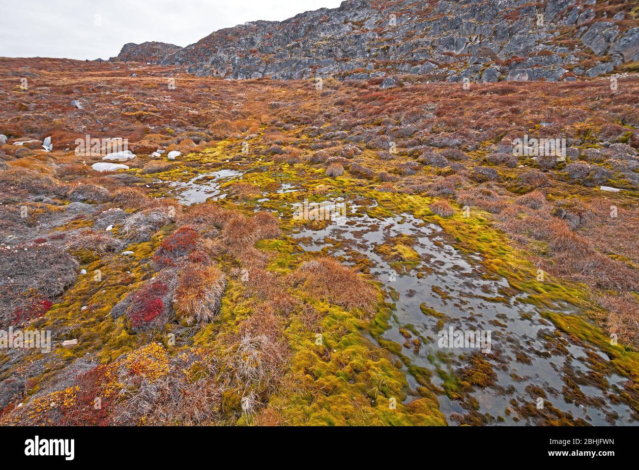 Tundra vegetation hi-res stock photography and images - Alamy