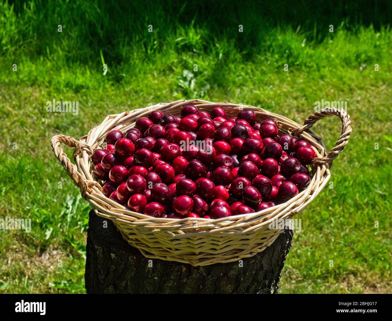 Basket with freshly picked cherries from my own garden Stock Photo - Alamy