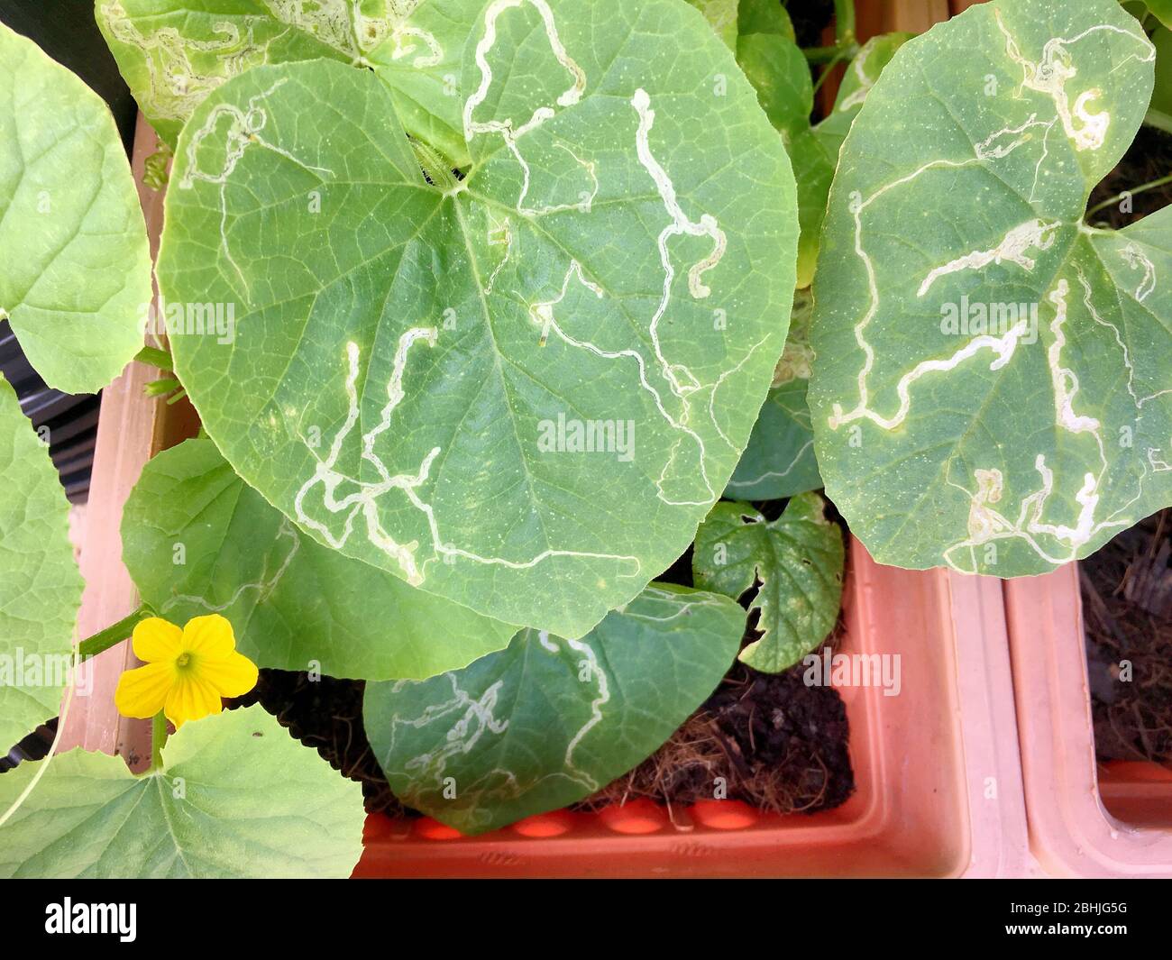 The photo of Plant leaf miner disease in watermelon leaves Stock Photo ...