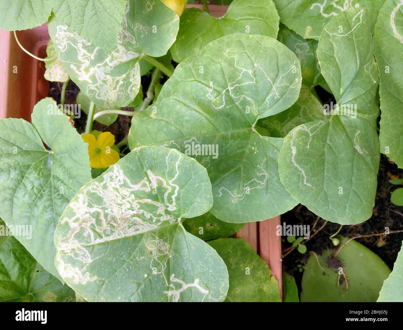 The photo of Plant leaf miner disease in watermelon leaves Stock Photo ...