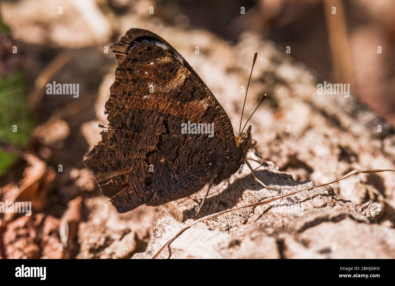 Dead butterfly wing hi-res stock photography and images - Alamy