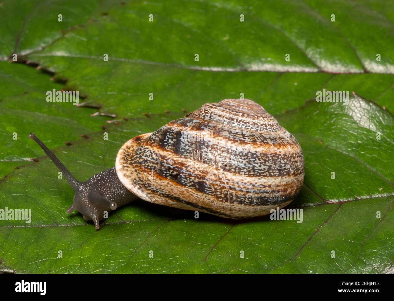 colorful garden snail on rose leaves Stock Photo - Alamy
