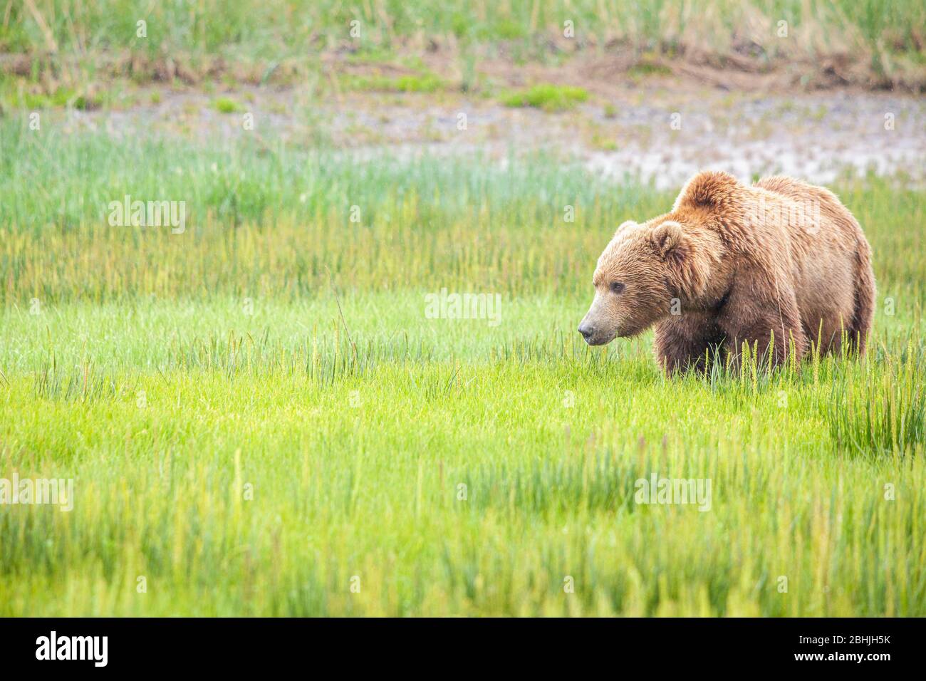 Male grizzly brown bear - Ursus arctos -, Lake Clark National Park ...