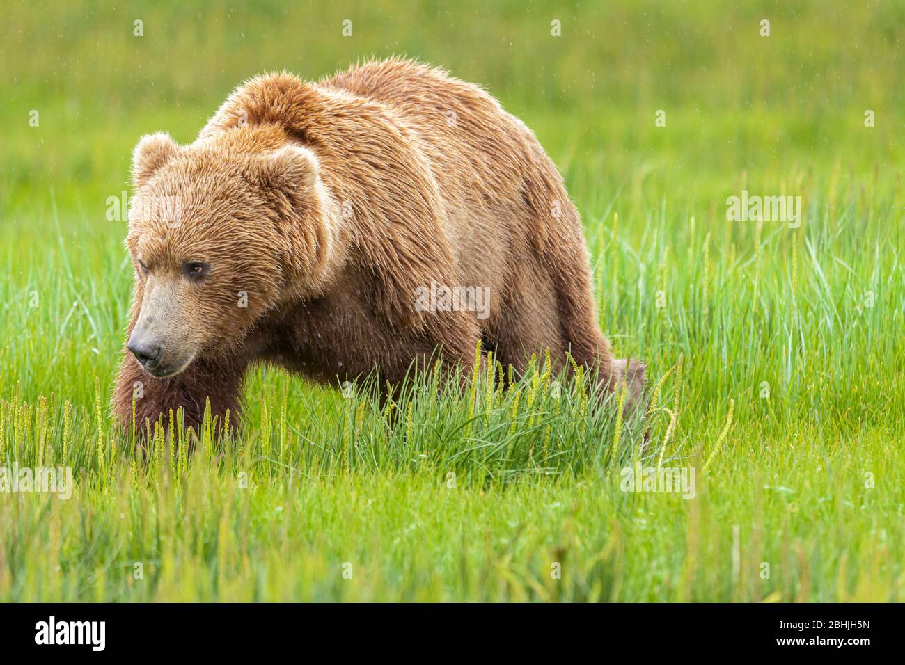 Male grizzly brown bear - Ursus arctos -, Lake Clark National Park ...