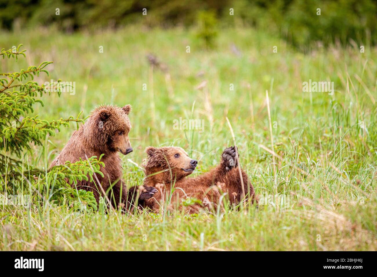 Grizzly brown bear - Ursus arctos -, Lake Clark National Park, Alaska ...