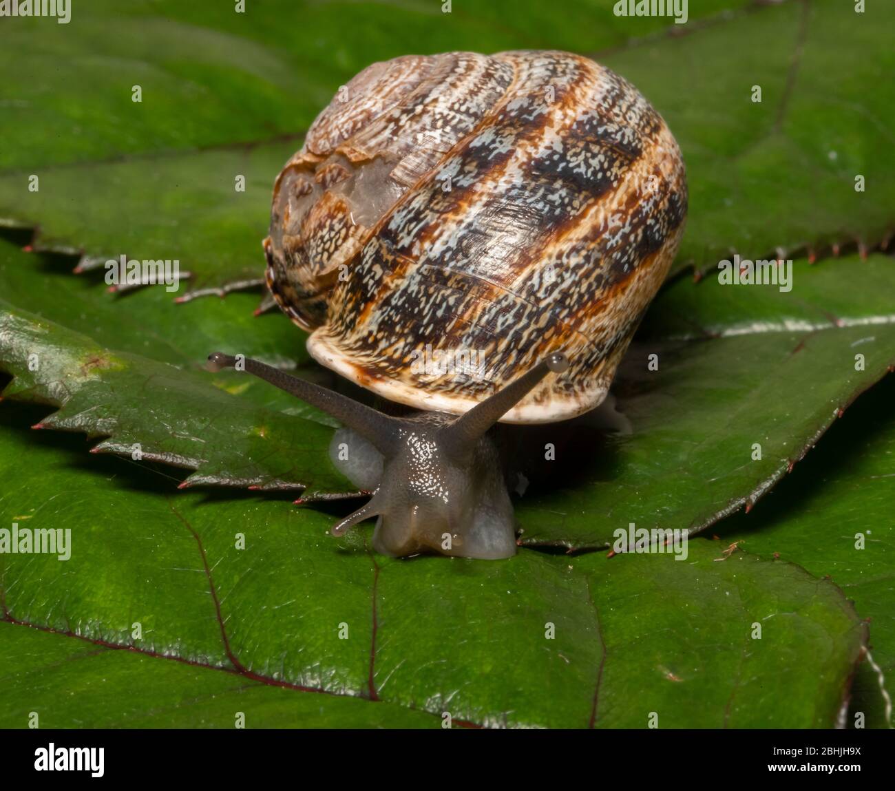 colorful garden snail on rose leaves Stock Photo - Alamy