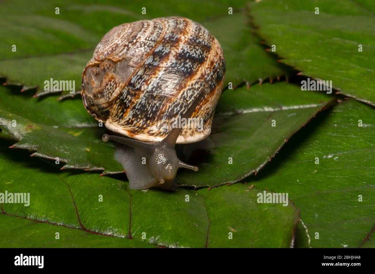 colorful garden snail on rose leaves Stock Photo - Alamy