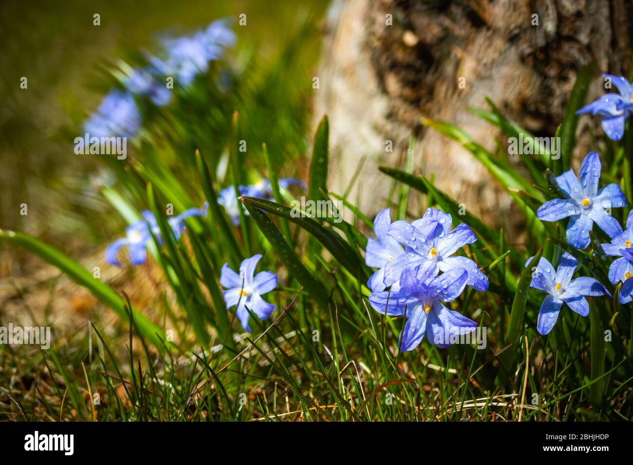 Closeup of blooming blue scilla luciliae flowers with raindrops in ...