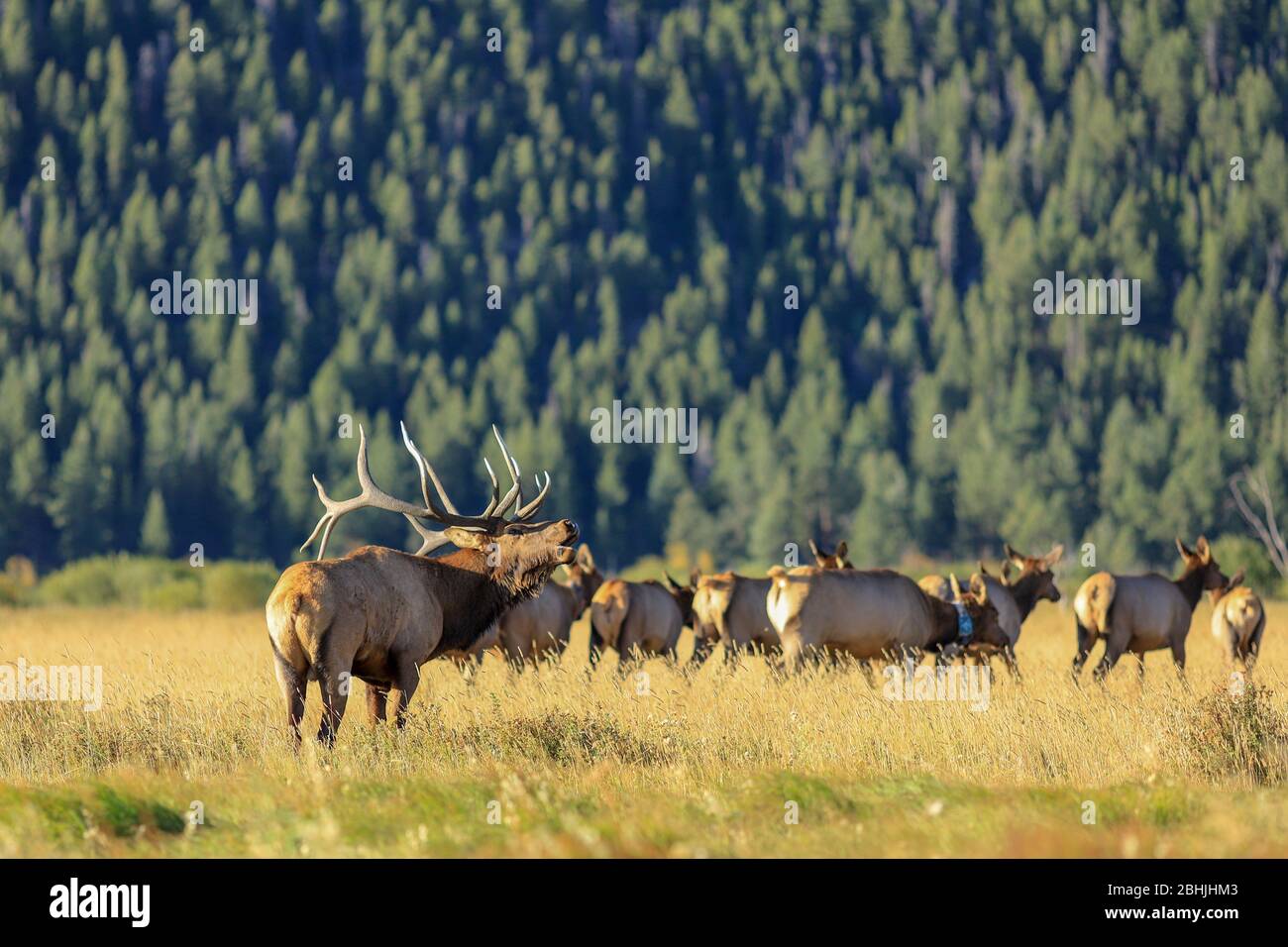 Bull elk with large antlers hi-res stock photography and images - Alamy