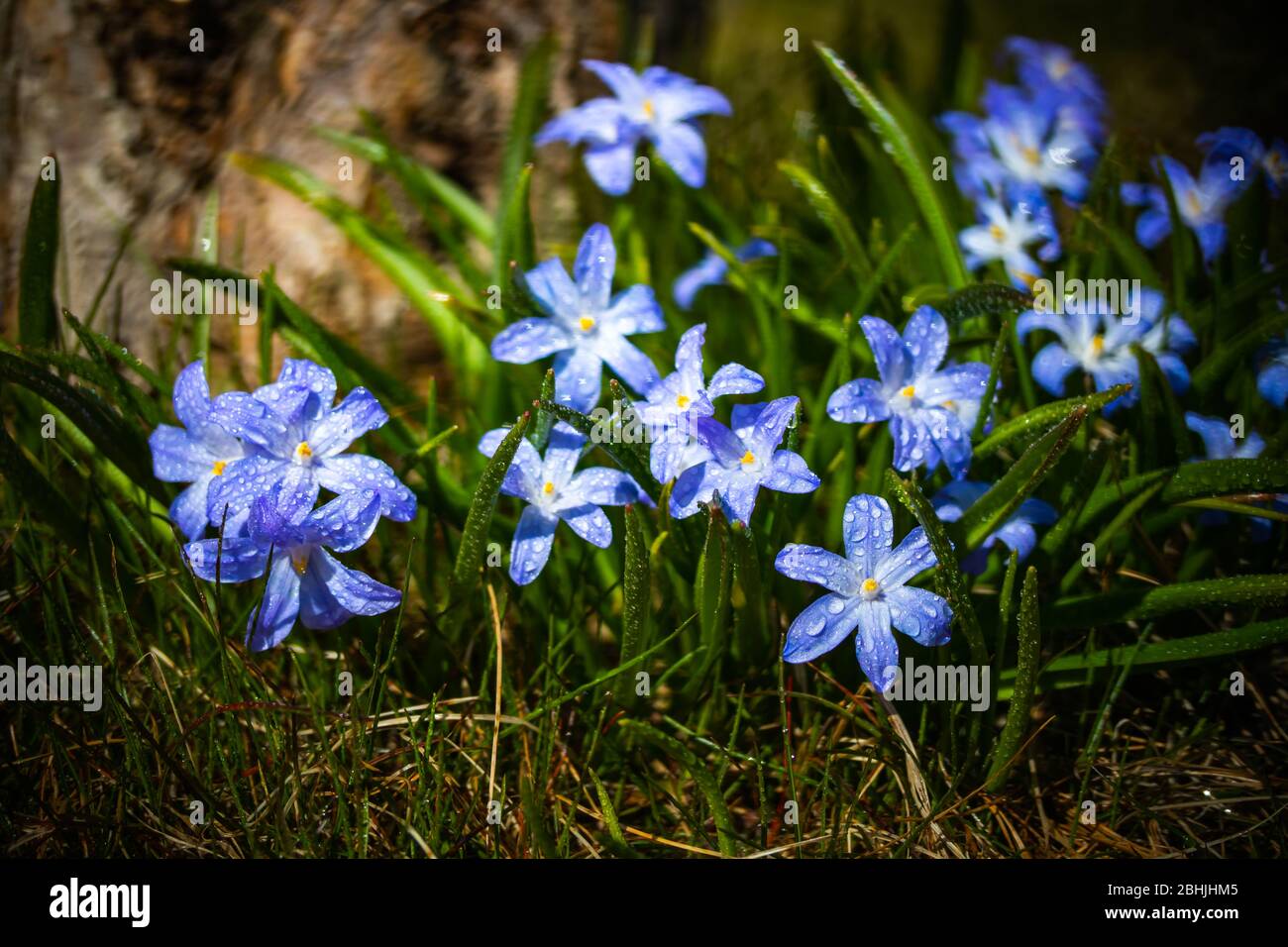 Closeup of blooming blue scilla luciliae flowers with raindrops in ...