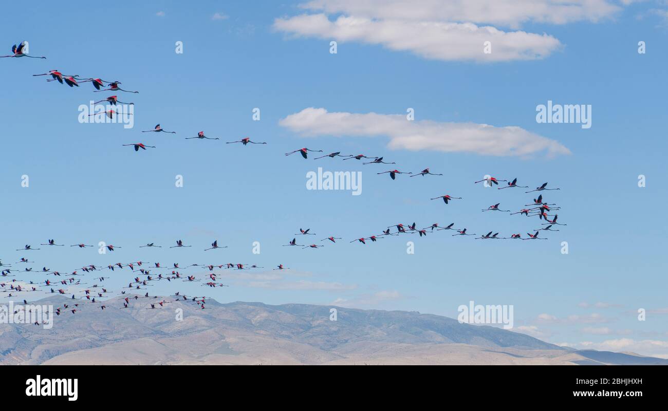Many flamingo are flying in the v-shaped on blue sky background. Group ...