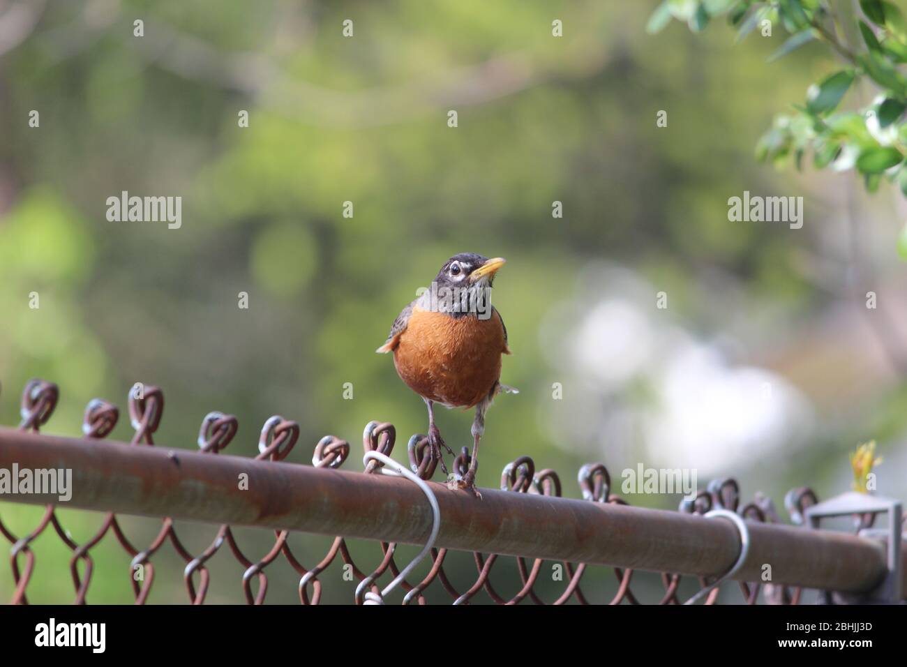 American robin on chain link fence Stock Photo - Alamy