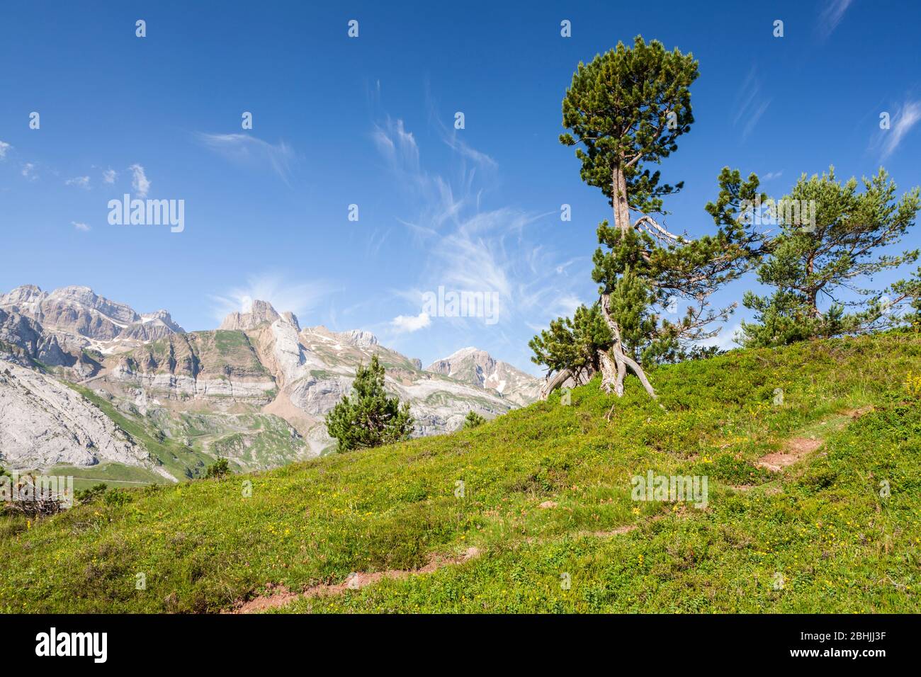 Candanchu tree hi-res stock photography and images - Alamy