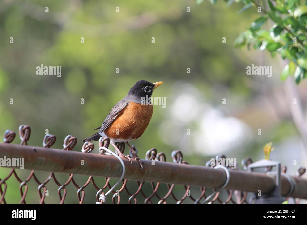 American robin on chain link fence Stock Photo - Alamy
