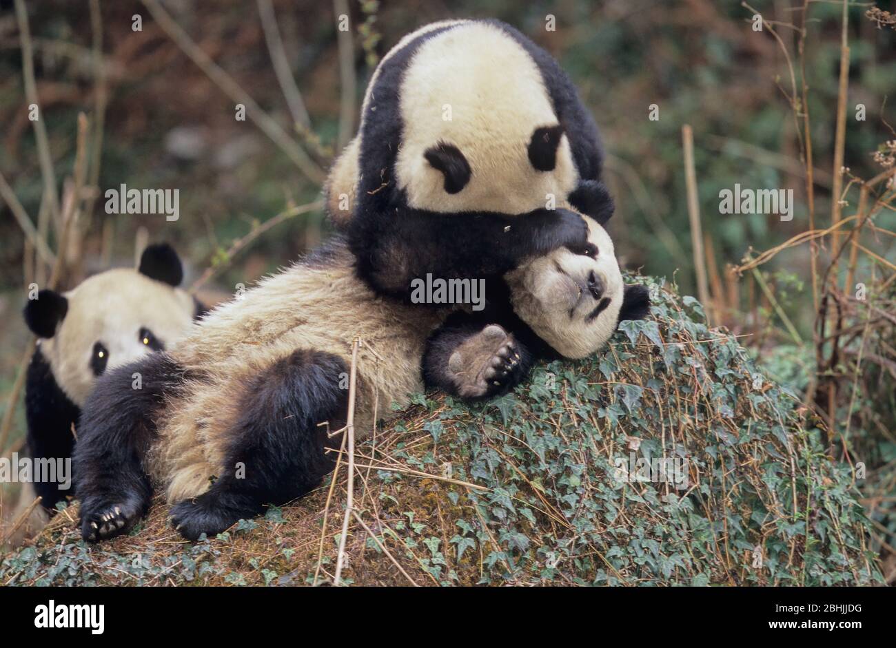 Chinese panda aggressive hi-res stock photography and images - Alamy